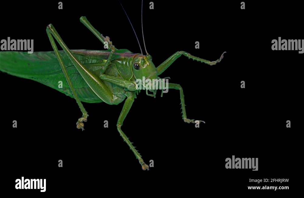 Green Locust Isolated on Black Background, Green Grasshopper, Migratory ...