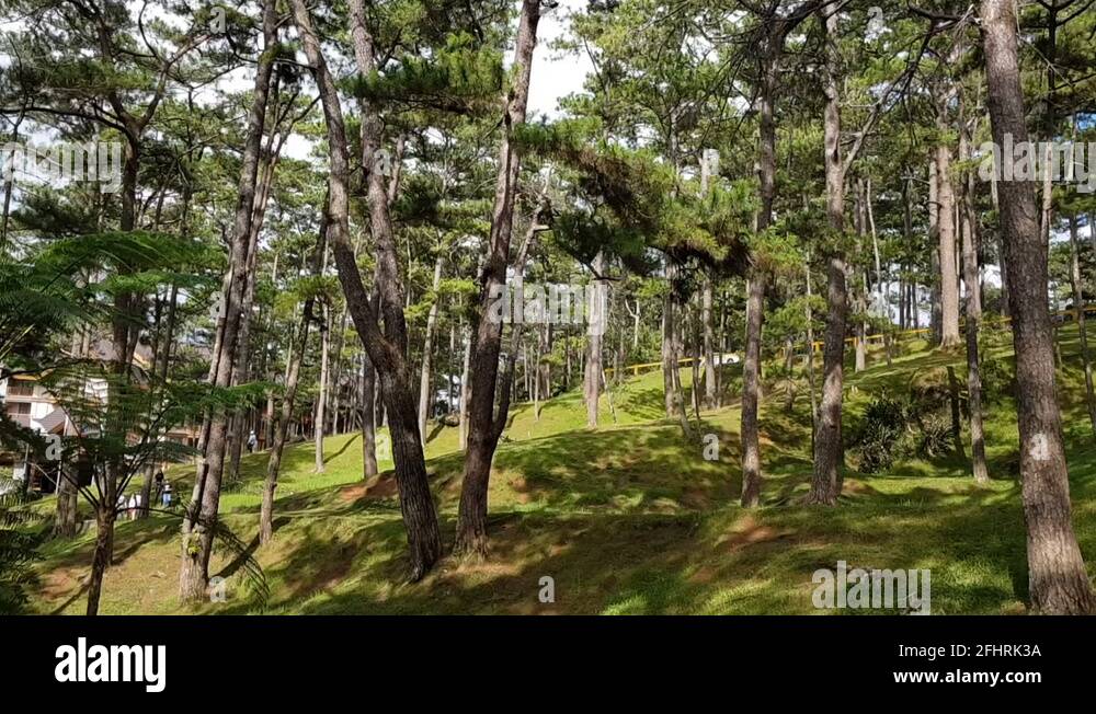 Public park full trees Stock Videos & Footage - HD and 4K Video Clips ...