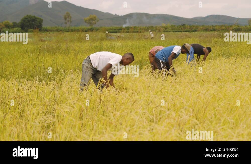Cutting rice crop Stock Videos & Footage - HD and 4K Video Clips - Alamy