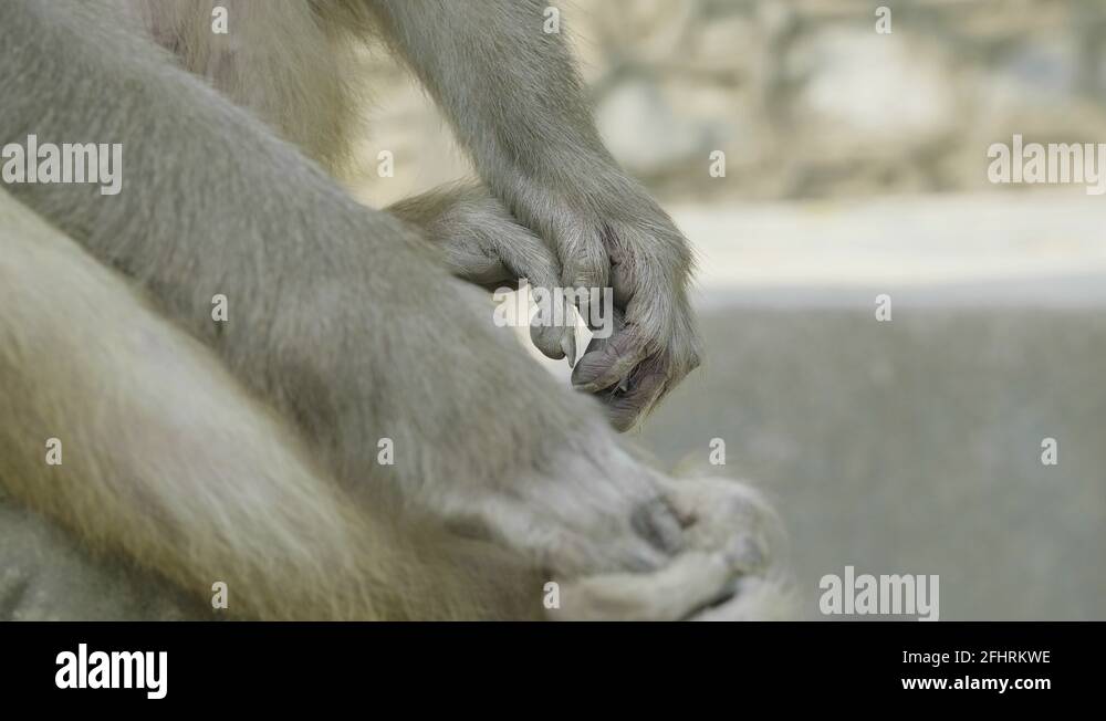 Monkey hands Stock Videos & Footage - HD and 4K Video Clips - Alamy