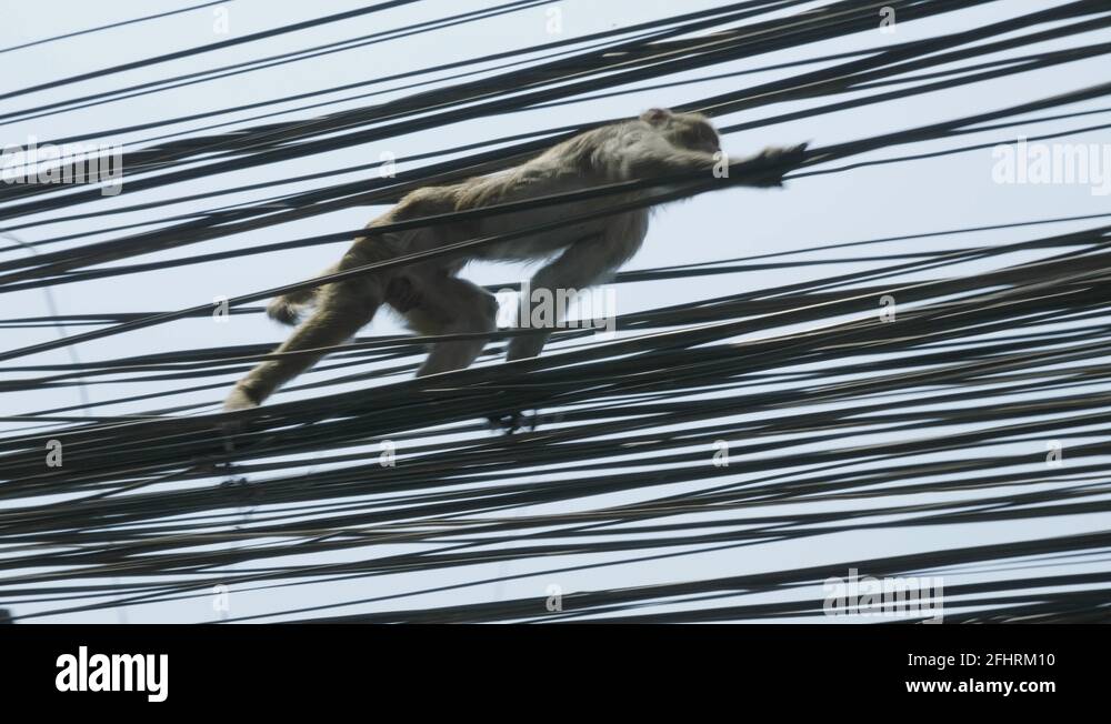 Indian electricity cable Stock Videos & Footage - HD and 4K Video Clips ...