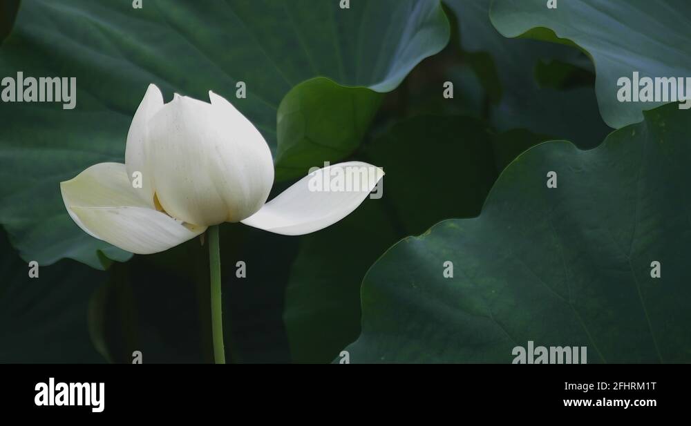 Lotus flower position Stock Videos & Footage - HD and 4K Video Clips ...