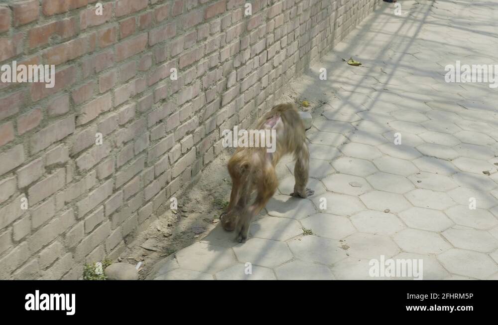 Monkey limps with open wound on back, Kathmandu, Nepal Stock Video ...