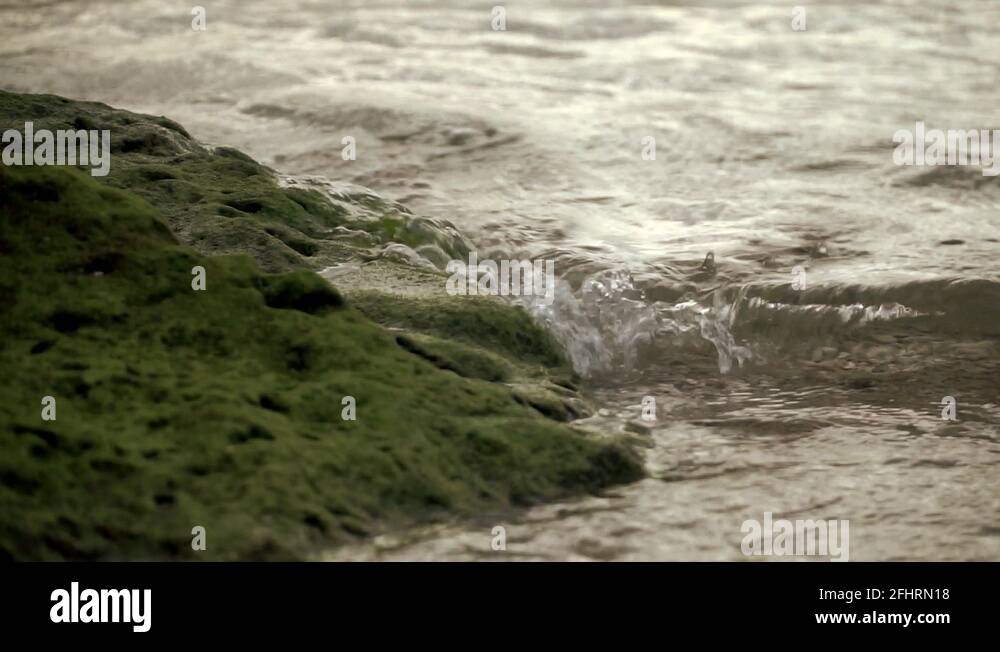 Philippine carabao Stock Videos & Footage - HD and 4K Video Clips - Alamy