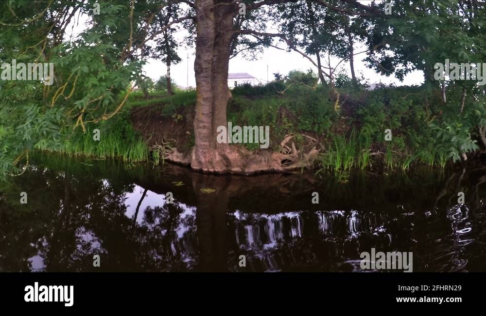 Tree roots in river Stock Videos & Footage - HD and 4K Video Clips - Alamy