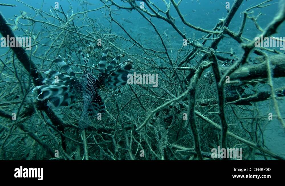 Red mangrove underwater Stock Videos & Footage - HD and 4K Video Clips ...