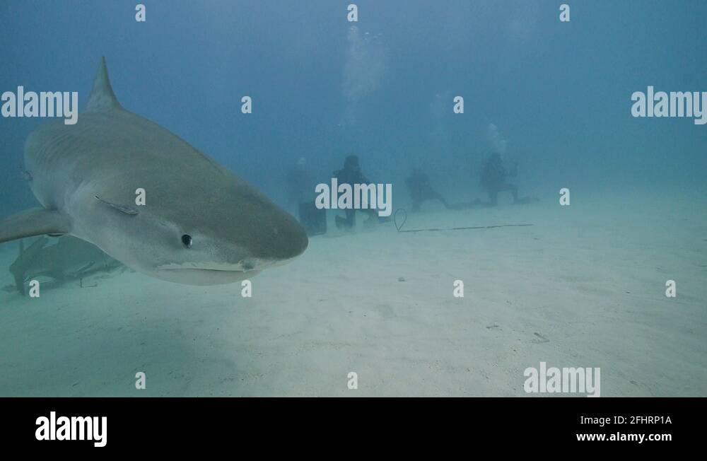 Animal paths Stock Videos & Footage - HD and 4K Video Clips - Alamy