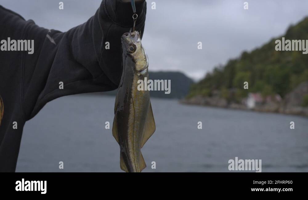 Fish on hook, young girl caught a cod on a fishing rod Stock Video ...