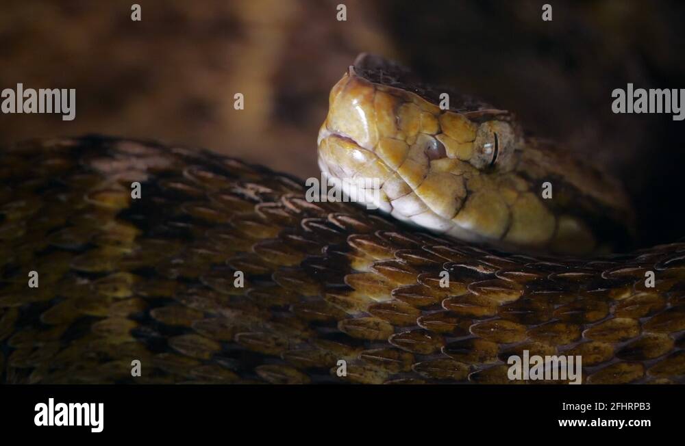 Amazon rainforest viper Stock Videos & Footage - HD and 4K Video Clips ...