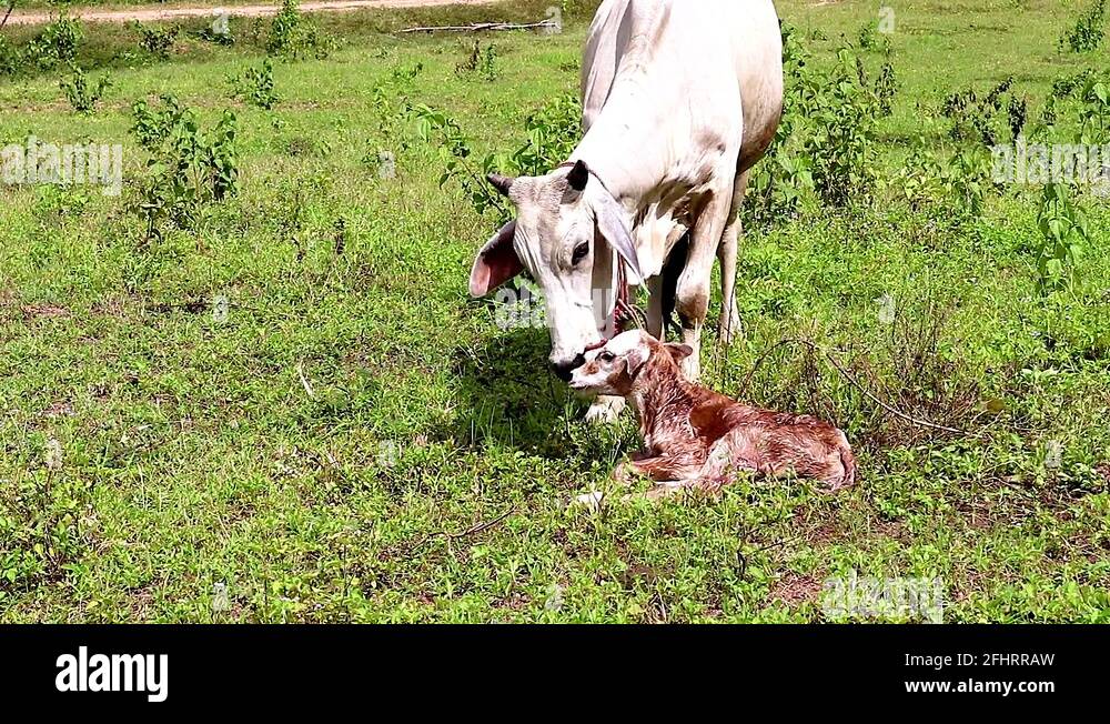 Calf being born Stock Videos & Footage - HD and 4K Video Clips - Alamy