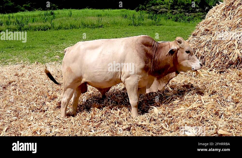 Young Bull eating hay on farm in Thailand Stock Video Footage - Alamy