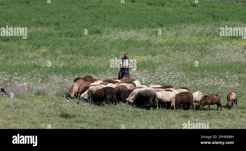 Shepherd herding his sheep Stock Videos & Footage - HD and 4K Video ...