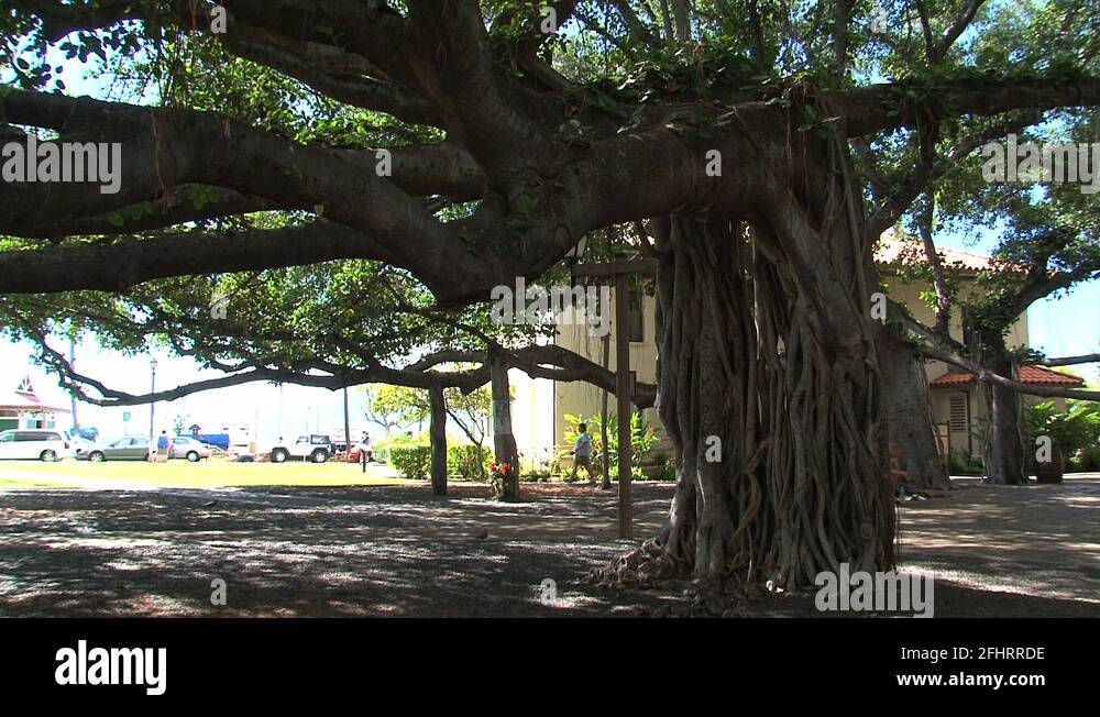 Hawaii maui banyan tree Stock Videos & Footage - HD and 4K Video Clips ...