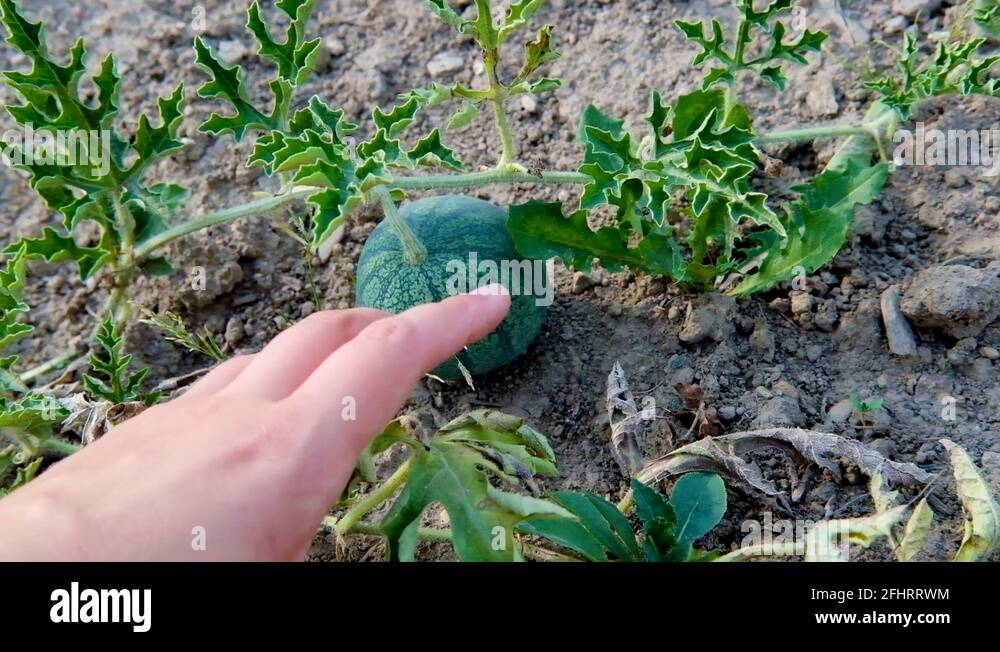 Melon patch Stock Videos & Footage - HD and 4K Video Clips - Alamy