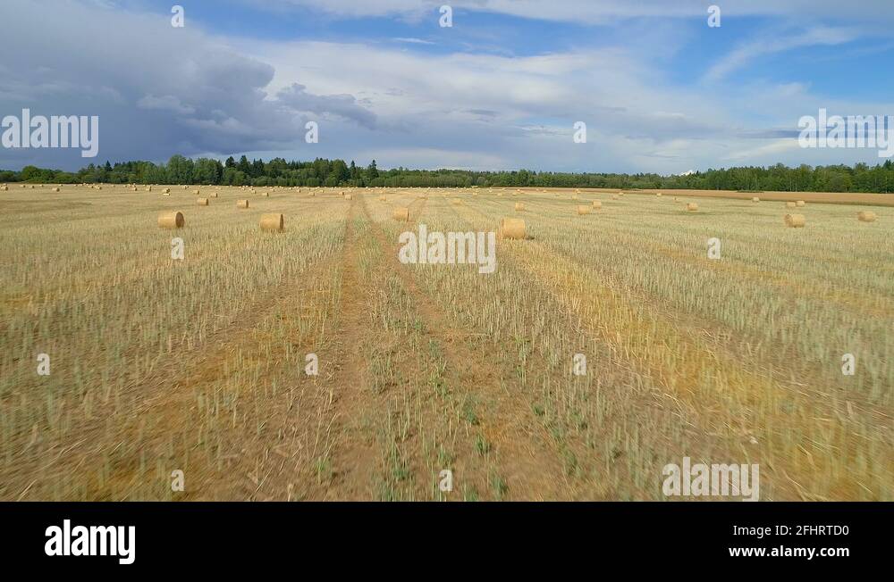 Cereal hay Stock Videos & Footage - HD and 4K Video Clips - Alamy