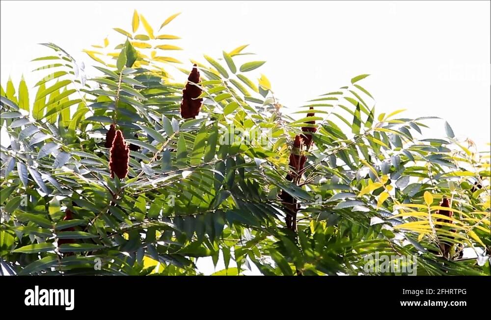 Sumach tree Stock Videos & Footage - HD and 4K Video Clips - Alamy