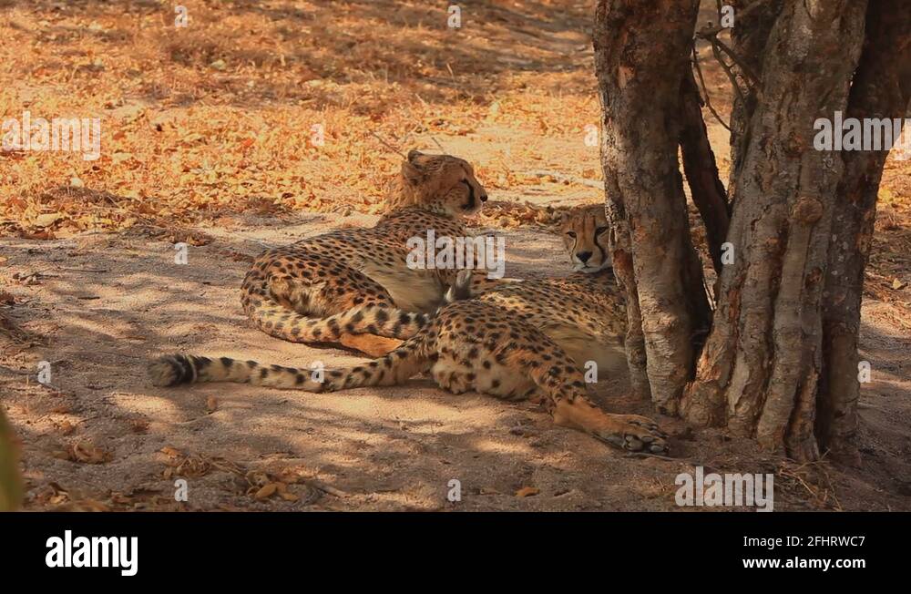 Shade sun hot Stock Videos & Footage - HD and 4K Video Clips - Alamy