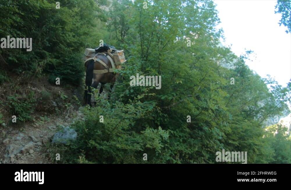 Horse climbing mountain Stock Videos & Footage - HD and 4K Video Clips ...