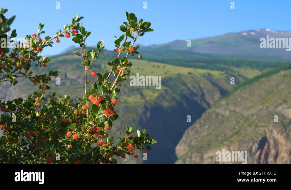 Wild alpine gorge Stock Videos & Footage - HD and 4K Video Clips - Alamy