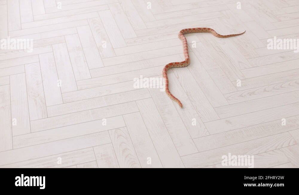 Orange snake slowly slithers around the floor Stock Video Footage - Alamy
