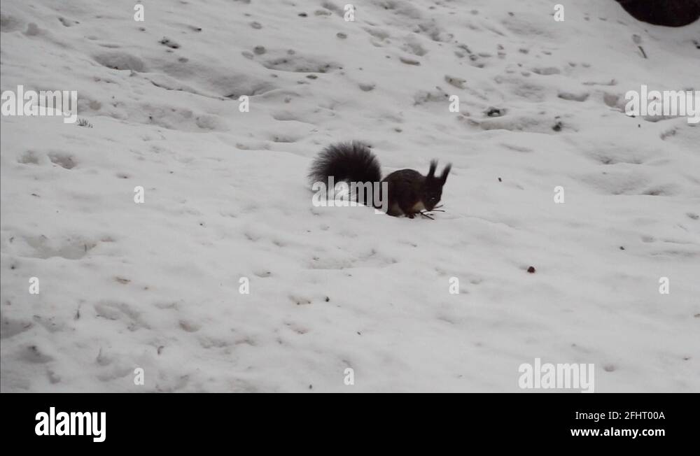 Getting nut Stock Videos & Footage - HD and 4K Video Clips - Alamy