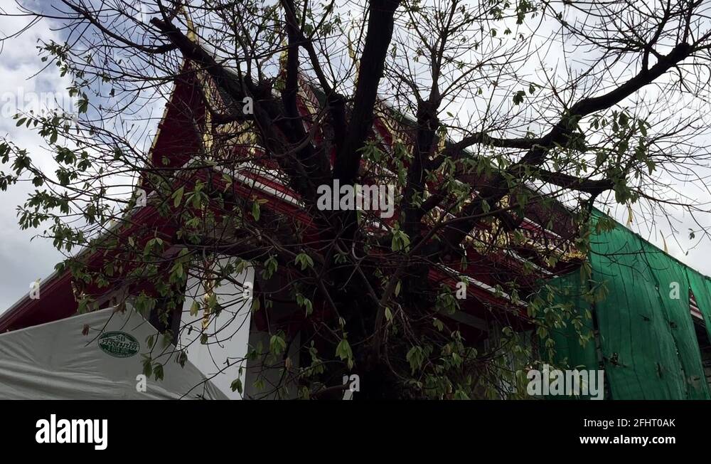 Temple tree Stock Videos & Footage - HD and 4K Video Clips - Alamy
