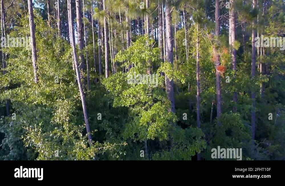 Up close trees Stock Videos & Footage - HD and 4K Video Clips - Alamy
