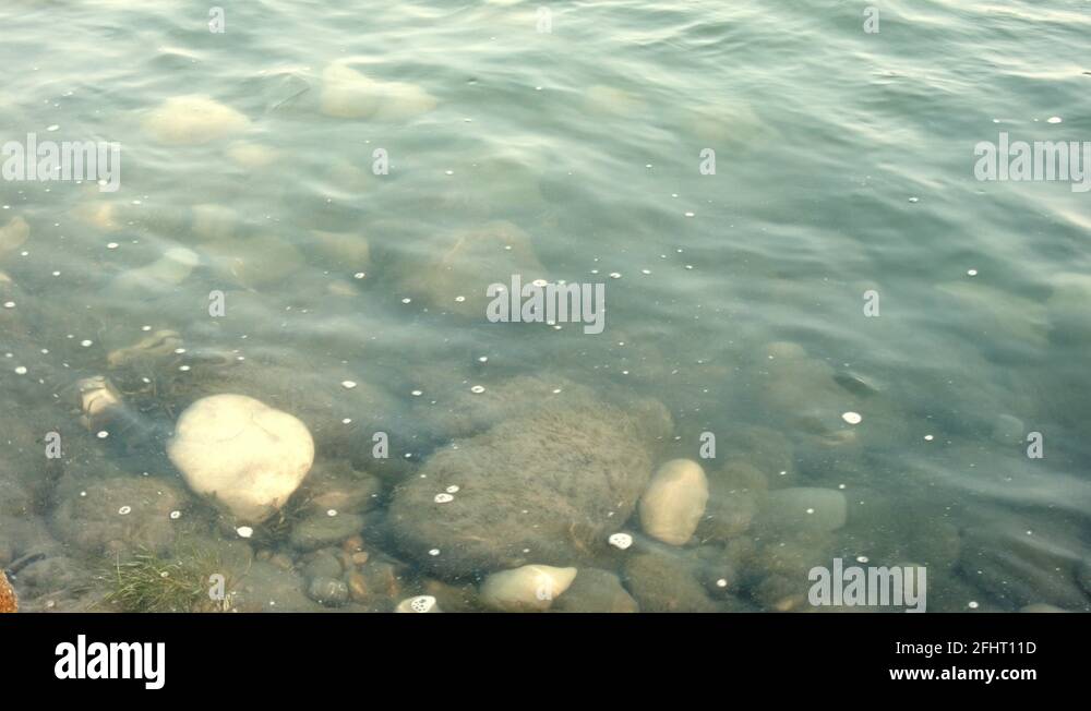 Minnows in river Stock Videos & Footage - HD and 4K Video Clips - Alamy