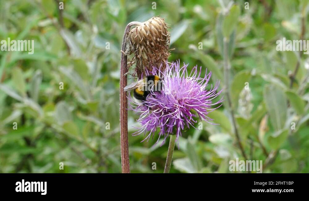 Woolly flower Stock Videos & Footage - HD and 4K Video Clips - Alamy