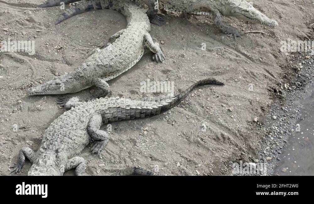 Crocodilia crocodiles Stock Videos & Footage - HD and 4K Video Clips ...
