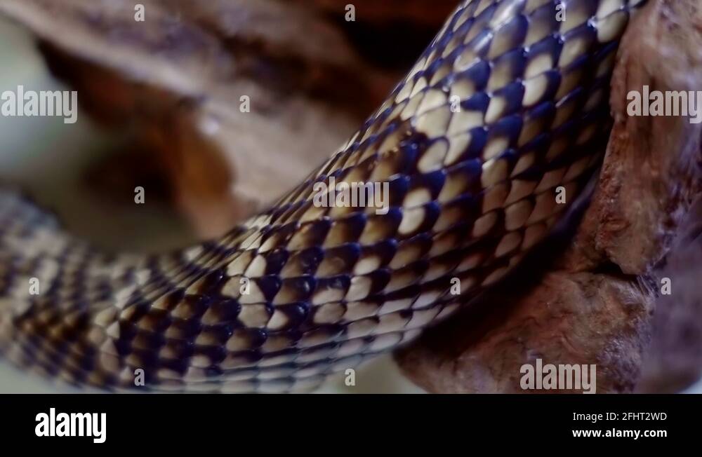 Crawling serpent Stock Videos & Footage - HD and 4K Video Clips - Alamy