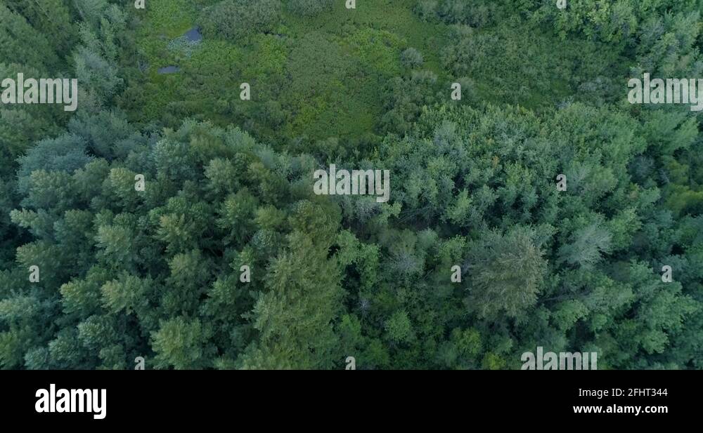 Rainforest bird's eye view Stock Videos & Footage - HD and 4K Video ...