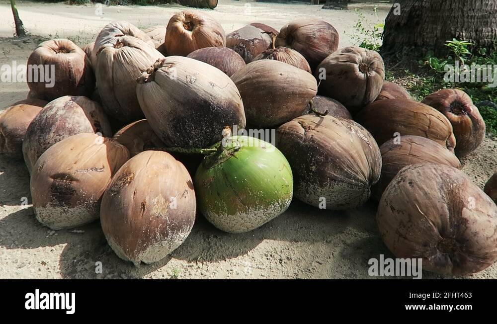 Under a coconut tree Stock Videos & Footage - HD and 4K Video Clips - Alamy
