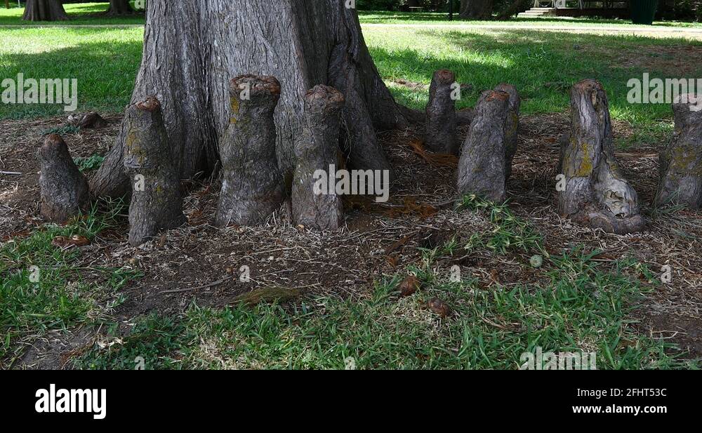 Landa park Stock Videos & Footage - HD and 4K Video Clips - Alamy