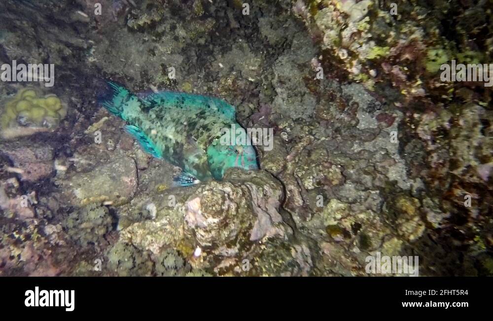 Parrot fish filmed while sleeping during night scuba dive in Tahiti ...