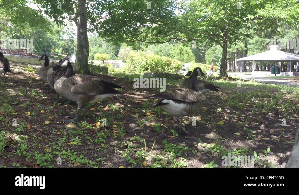 W ga Stock Videos & Footage - HD and 4K Video Clips - Alamy