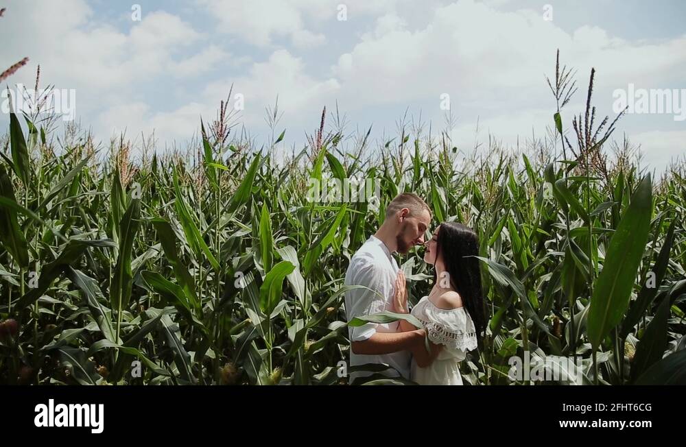 Loving couple each other standing in a corn field hugging and kissing ...