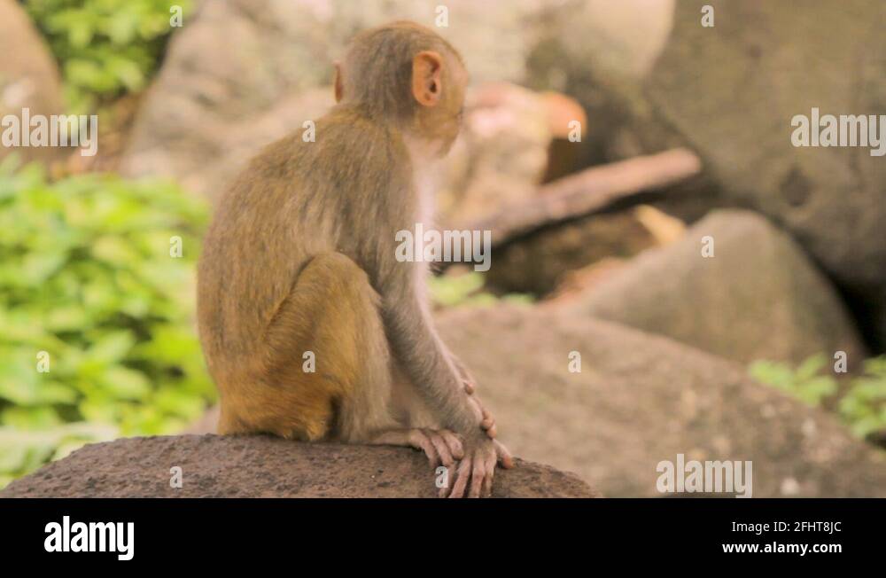 Zoologist wild animals Stock Videos & Footage - HD and 4K Video Clips ...