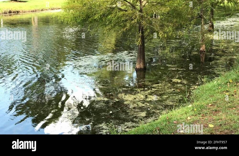 Trees moss Stock Videos & Footage - HD and 4K Video Clips - Alamy