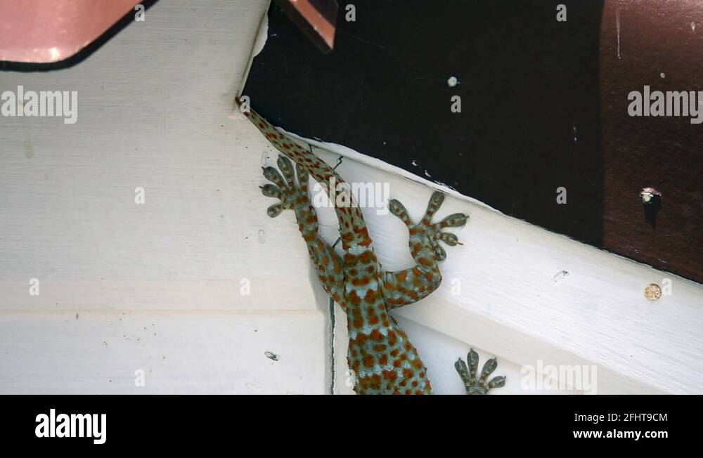 Gekko gecko Stock Videos & Footage - HD and 4K Video Clips - Alamy