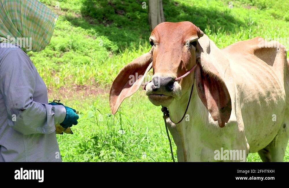 Cow eating banana Stock Videos & Footage - HD and 4K Video Clips - Alamy
