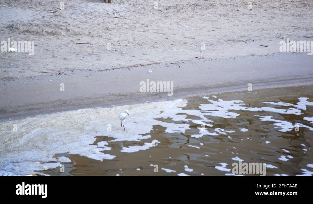 Polluted beach water Stock Videos & Footage - HD and 4K Video Clips - Alamy