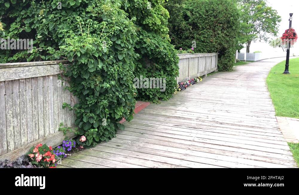 Ivy covered arch Stock Videos & Footage - HD and 4K Video Clips - Alamy