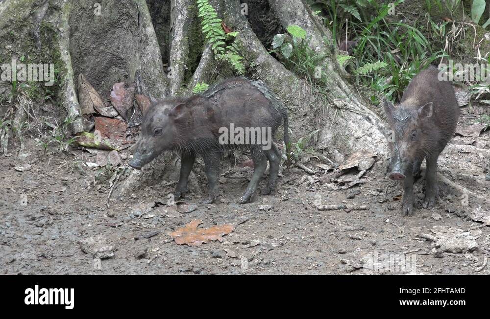Western bearded pig Stock Videos & Footage - HD and 4K Video Clips - Alamy