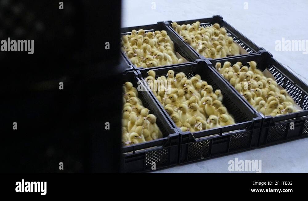 Brood small boxes Stock Videos & Footage - HD and 4K Video Clips - Alamy