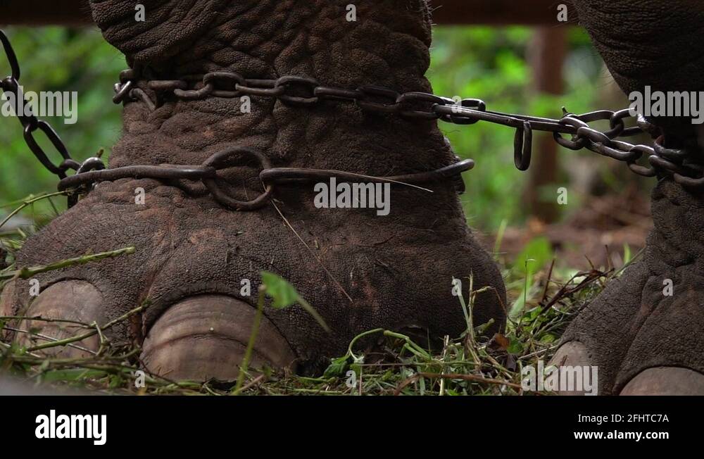 Elephant Leg Captured in Chain. Close up. Animal Violence Stock Video ...