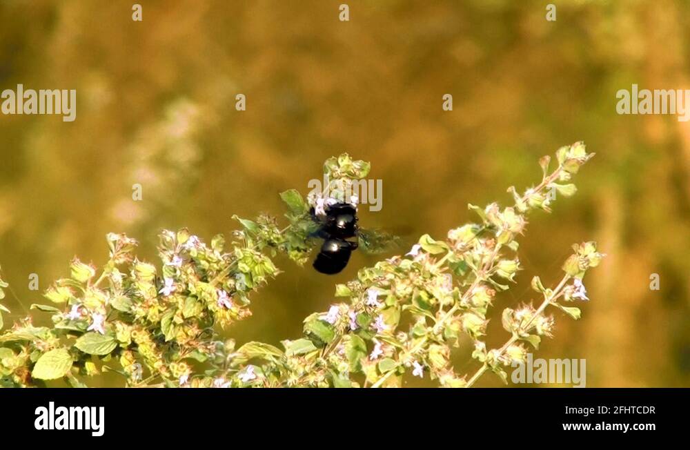 Insect of india Stock Videos & Footage - HD and 4K Video Clips - Alamy