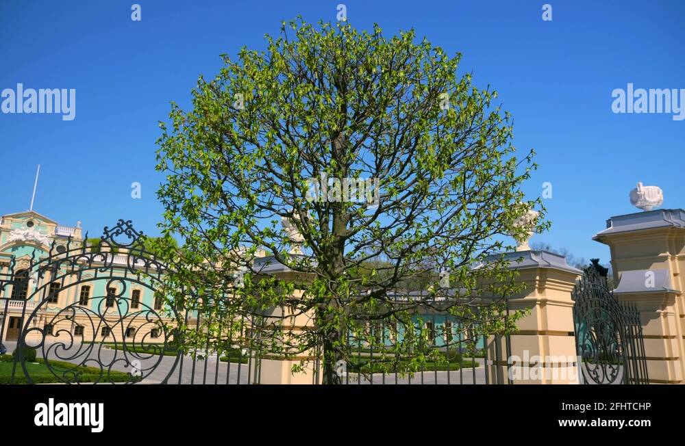 Rounded tree Stock Videos & Footage - HD and 4K Video Clips - Alamy