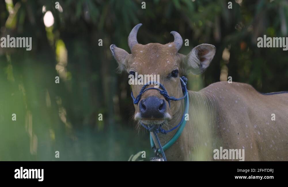 Cow spots Stock Videos & Footage - HD and 4K Video Clips - Alamy