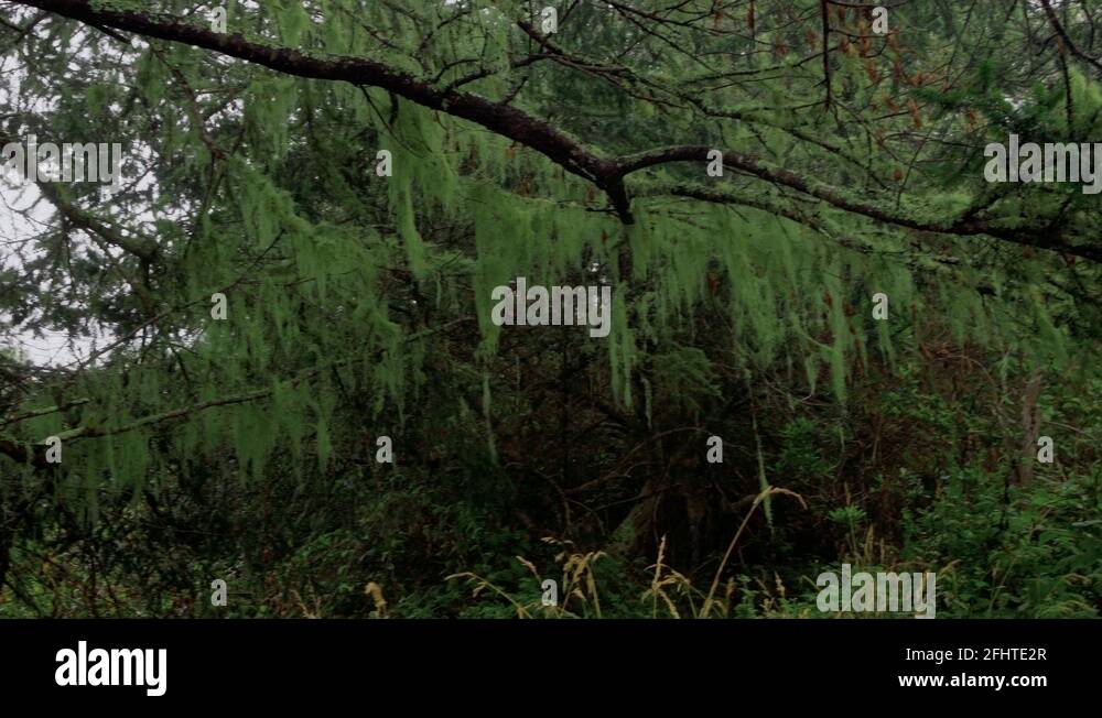 Damp habitat Stock Videos & Footage - HD and 4K Video Clips - Alamy